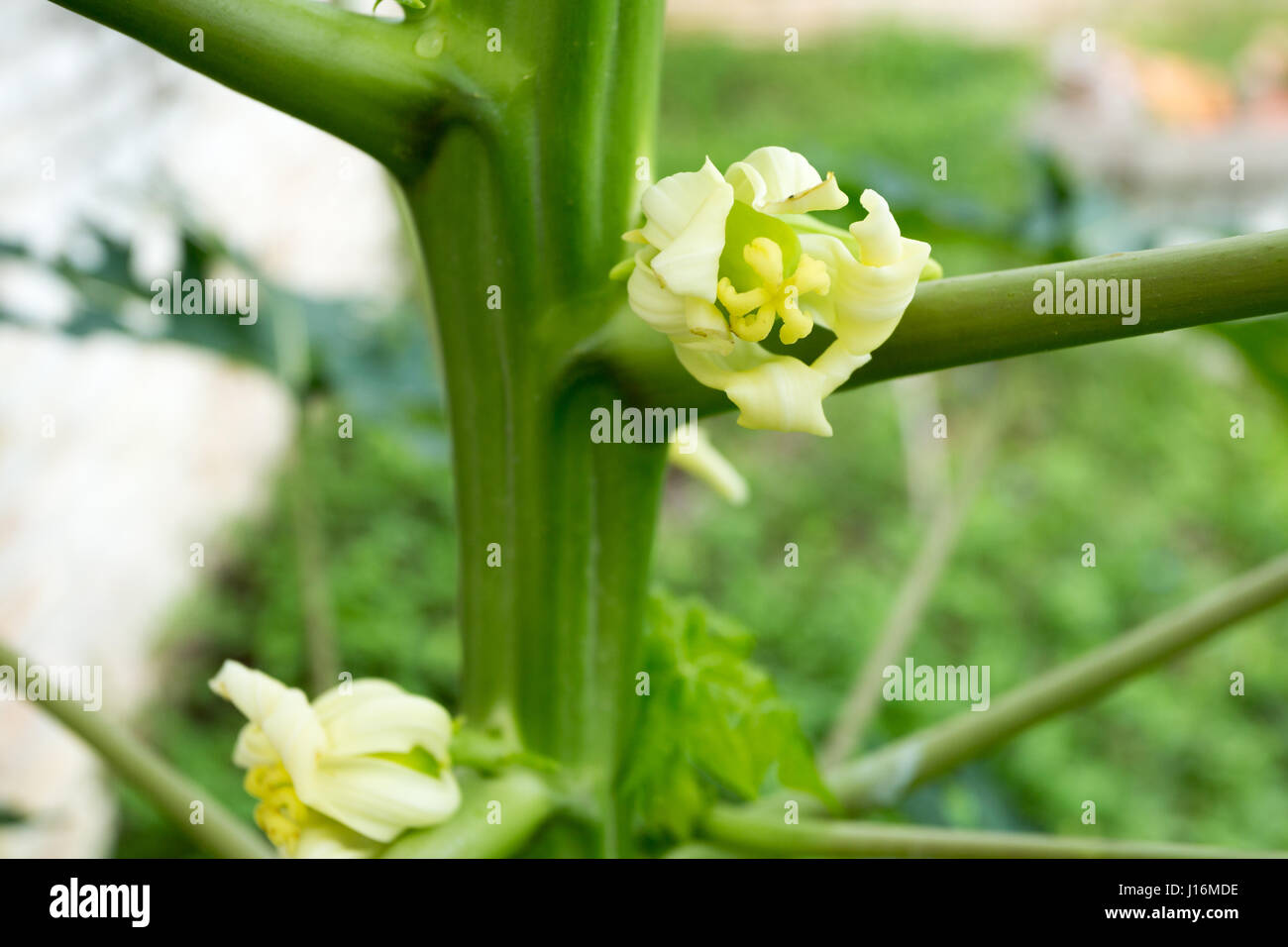 Papaya fruit tree flowers hi-res stock photography and images - Alamy