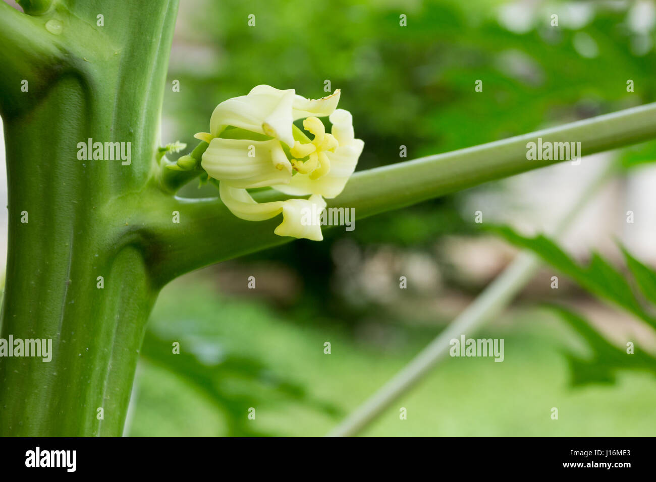 Papaya plants agriculture hi-res stock photography and images - Alamy