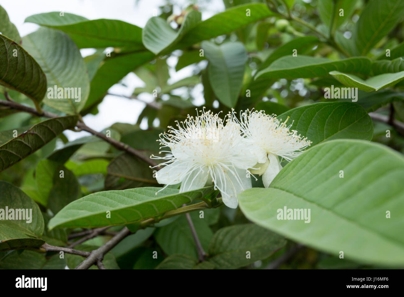Common guava hi-res stock photography and images - Alamy