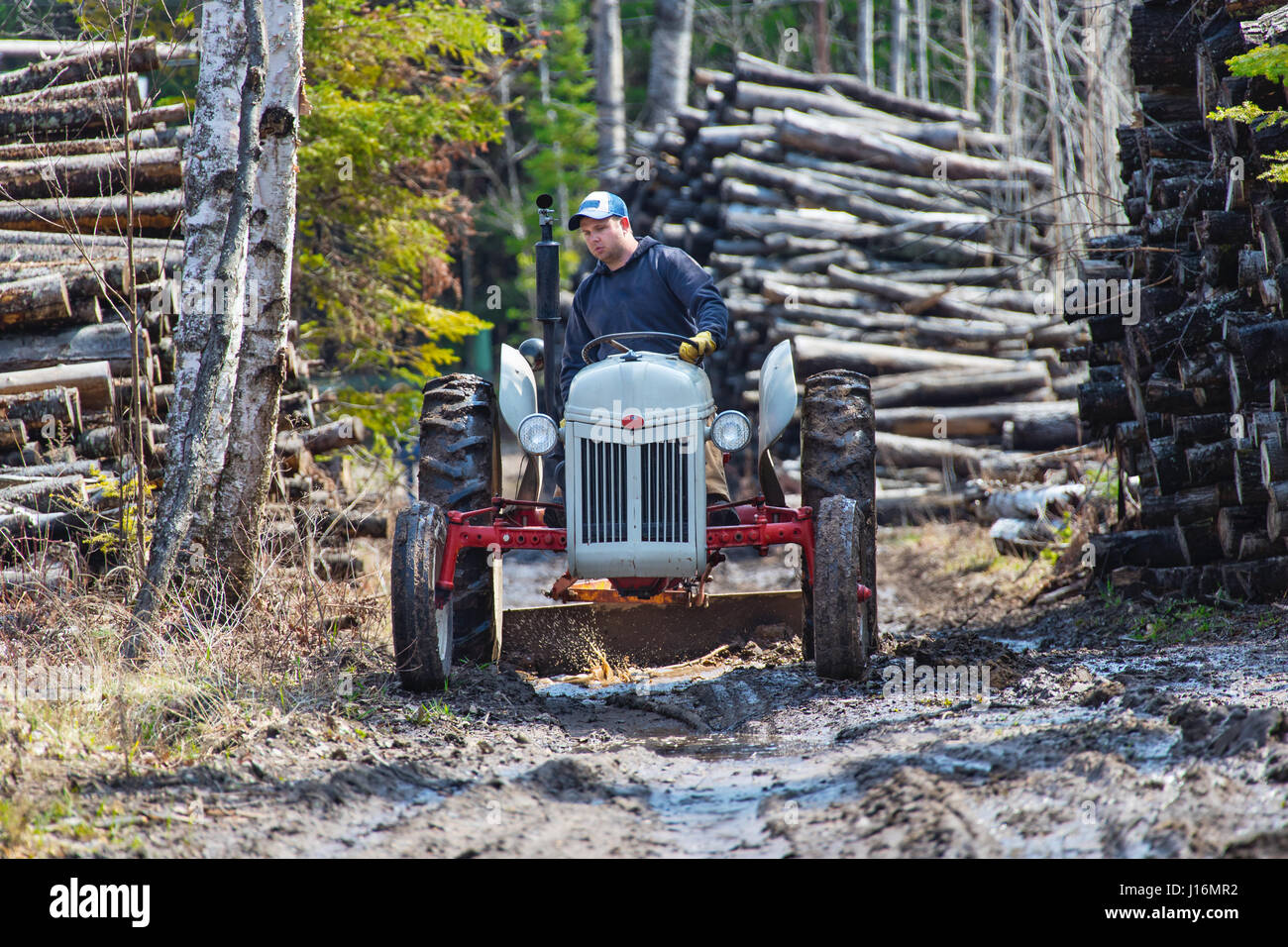 Man driving a vintage tractor on a dirt road among stacks of logs Stock ...