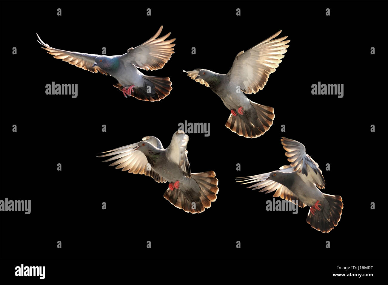 freedom bird, flying pigeon isolated on black background Stock Photo ...
