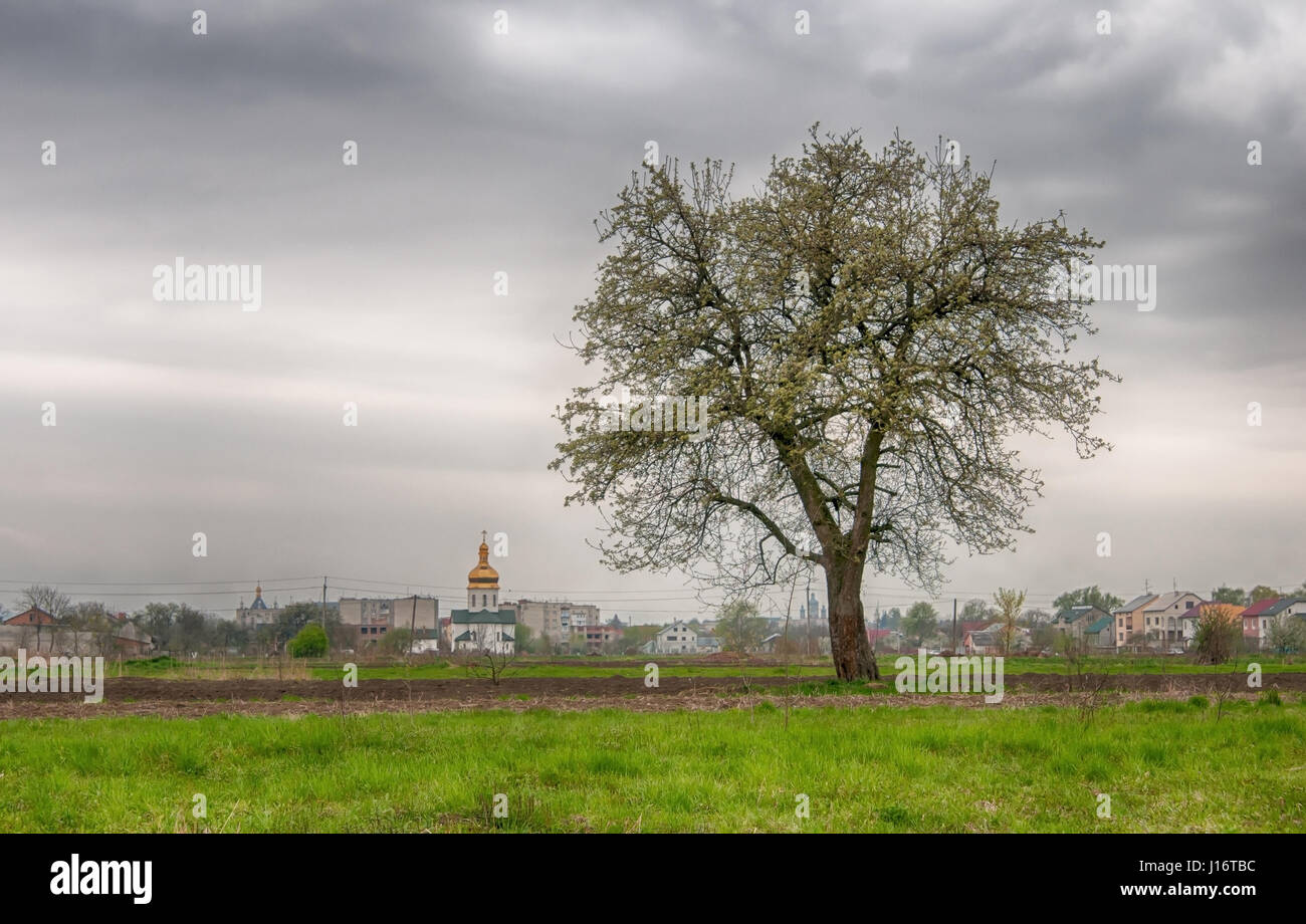 Single branch cherry blossom tree hi-res stock photography and images ...