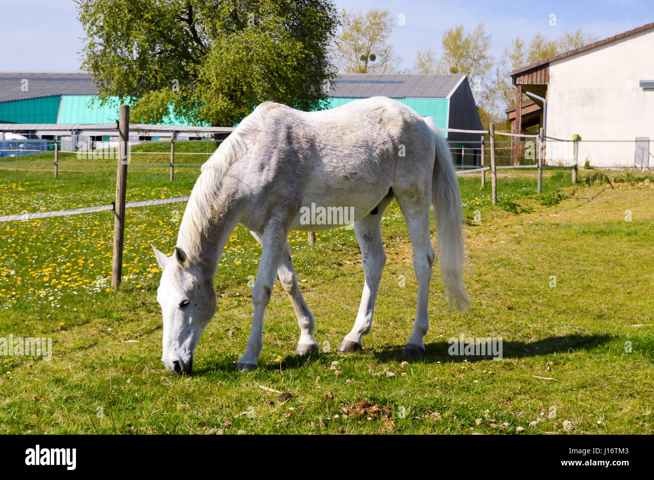 Strong stallions hi-res stock photography and images - Alamy