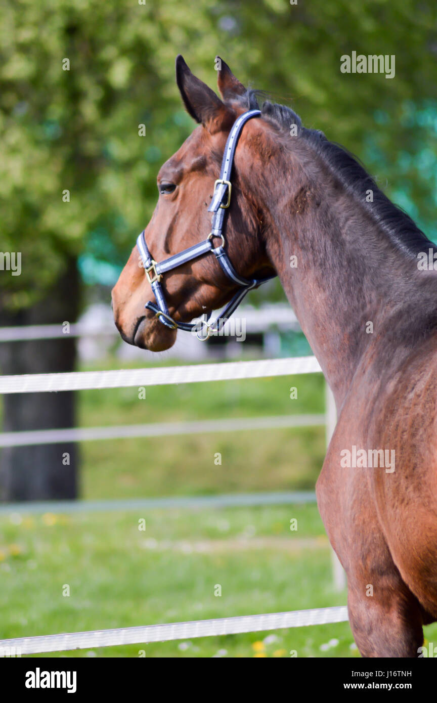 Mare trotting hi-res stock photography and images - Alamy