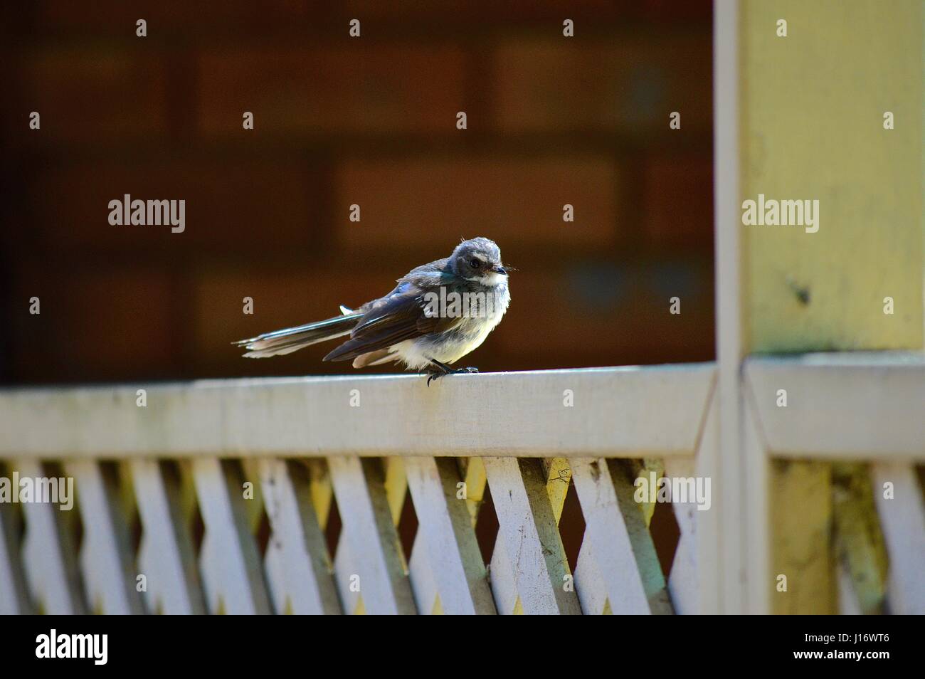 Australian fantail hi-res stock photography and images - Alamy