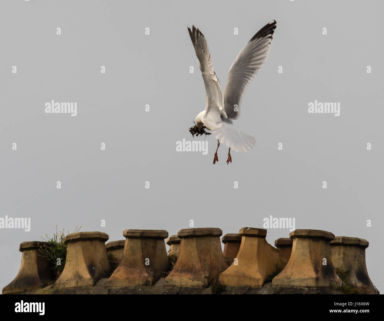 Chimney sweep bird hi-res stock photography and images - Alamy