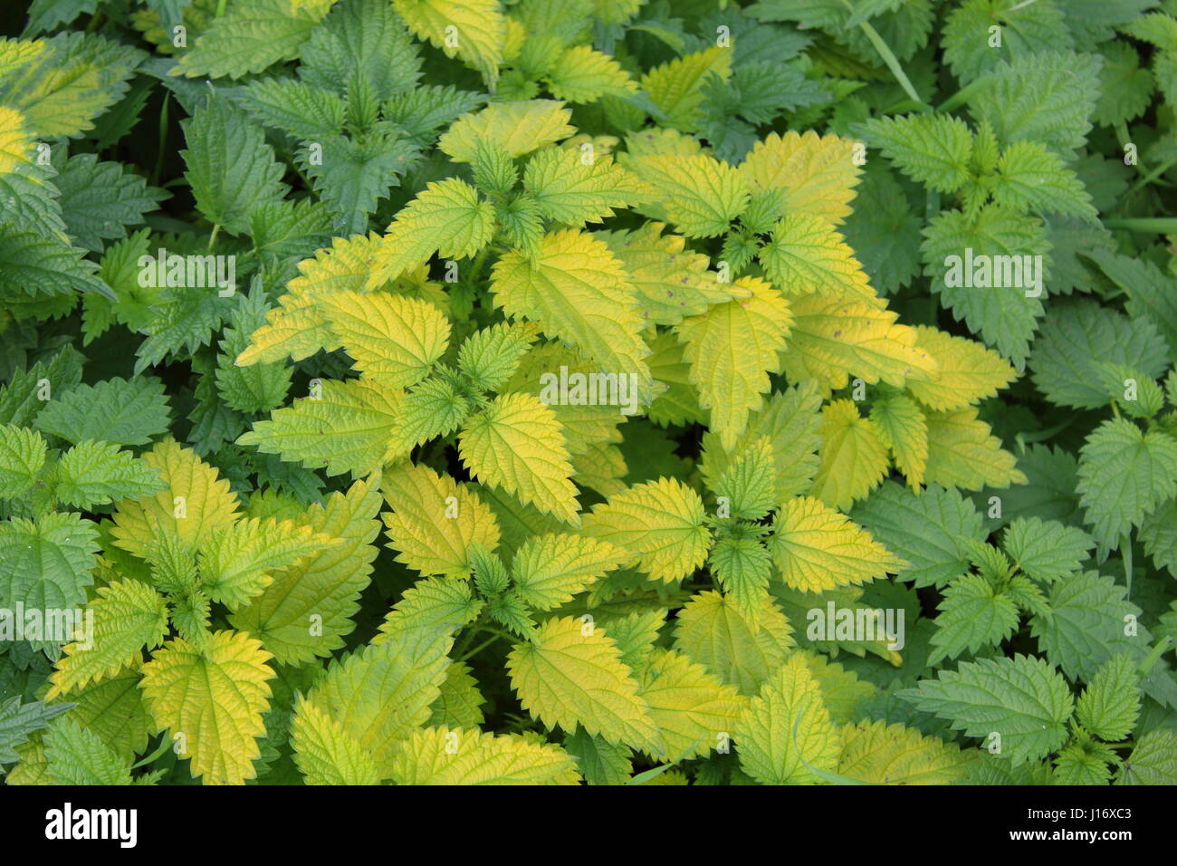 common nettle plant (Urtica dioica Stock Photo - Alamy