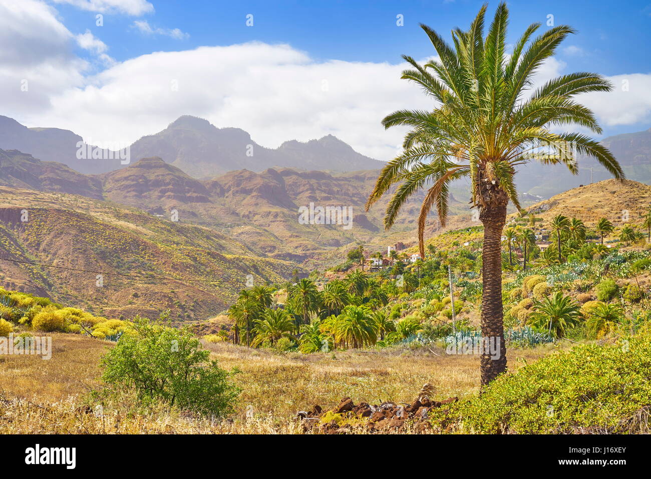 Canarian landscape with palm tree, Gran Canaria, Spain Stock Photo - Alamy