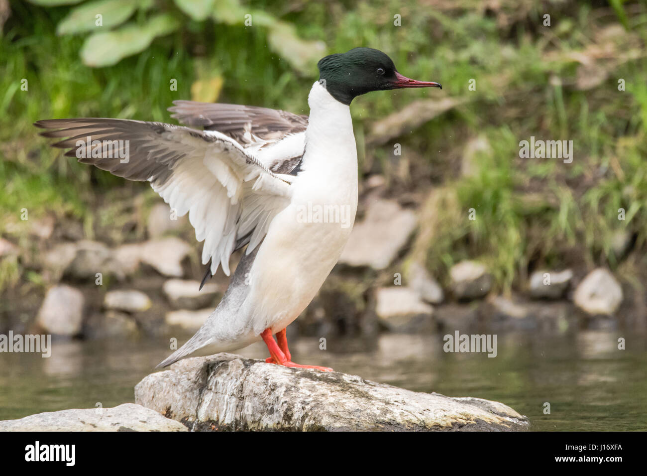 Goosander (Mergus merganser) male with wings outstretched Sawbill duck ...