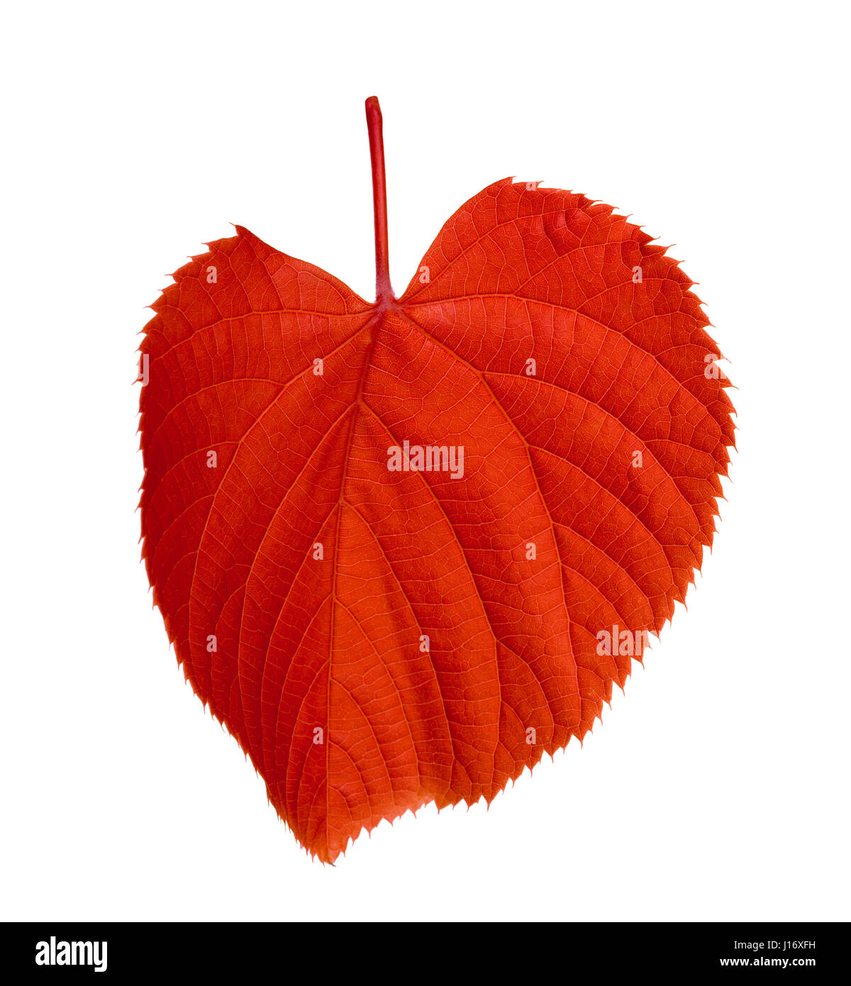 Red tilia leaf isolated on white background Stock Photo - Alamy