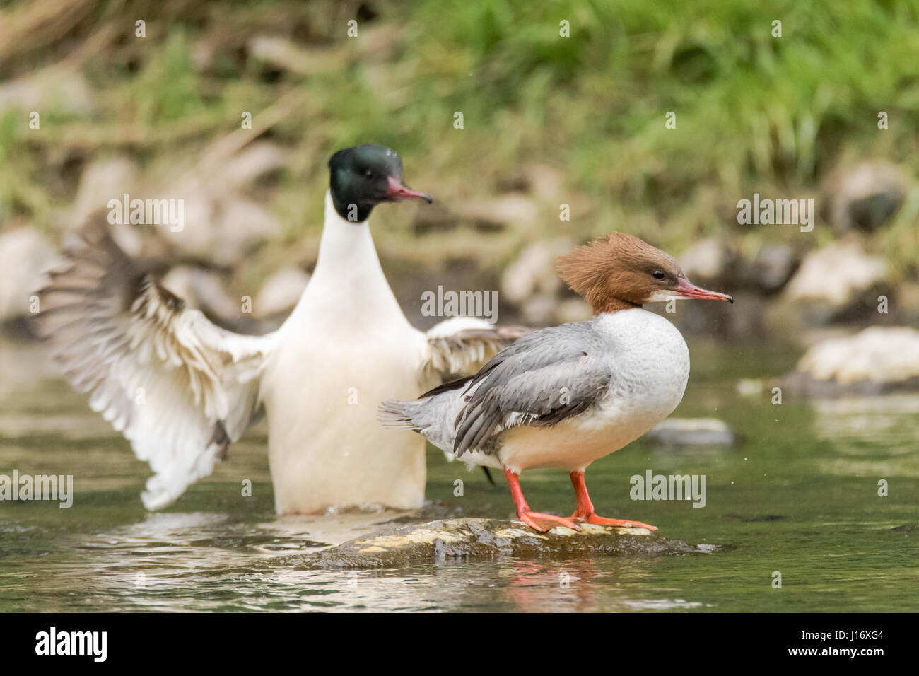 Sawbill duck uk hi-res stock photography and images - Alamy