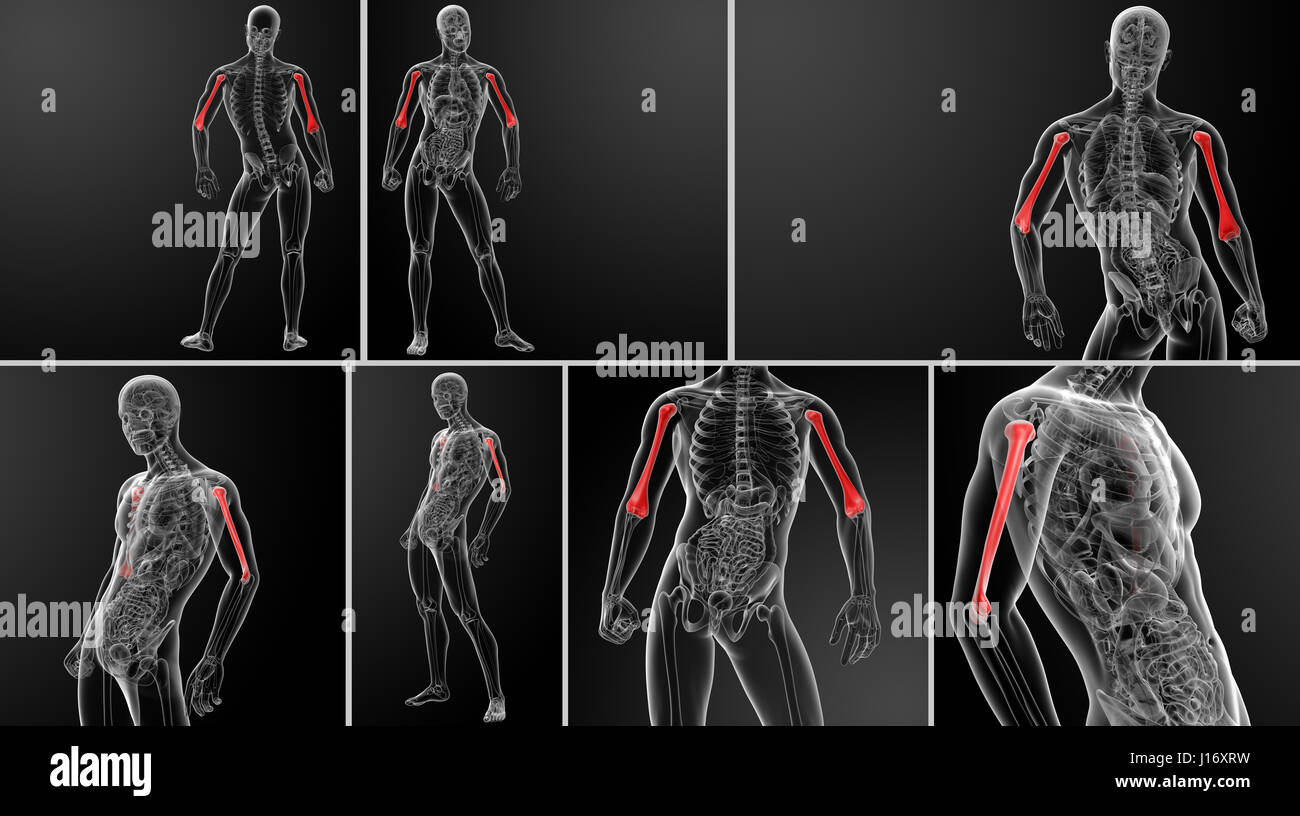 3d rendered humerus bone - back view Stock Photo - Alamy
