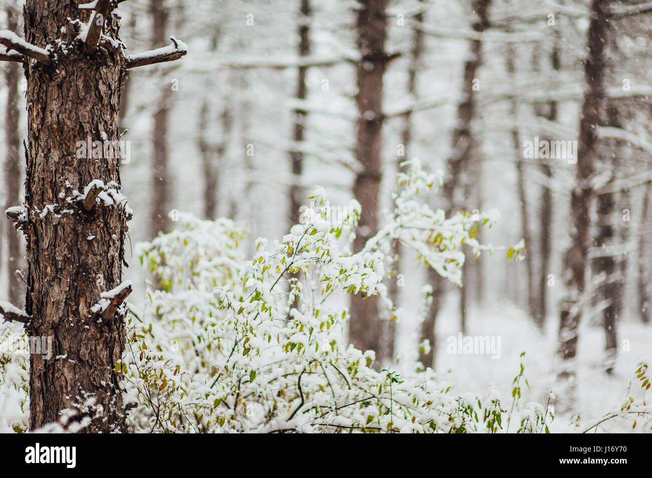 Pine trees in the snow Stock Photo - Alamy