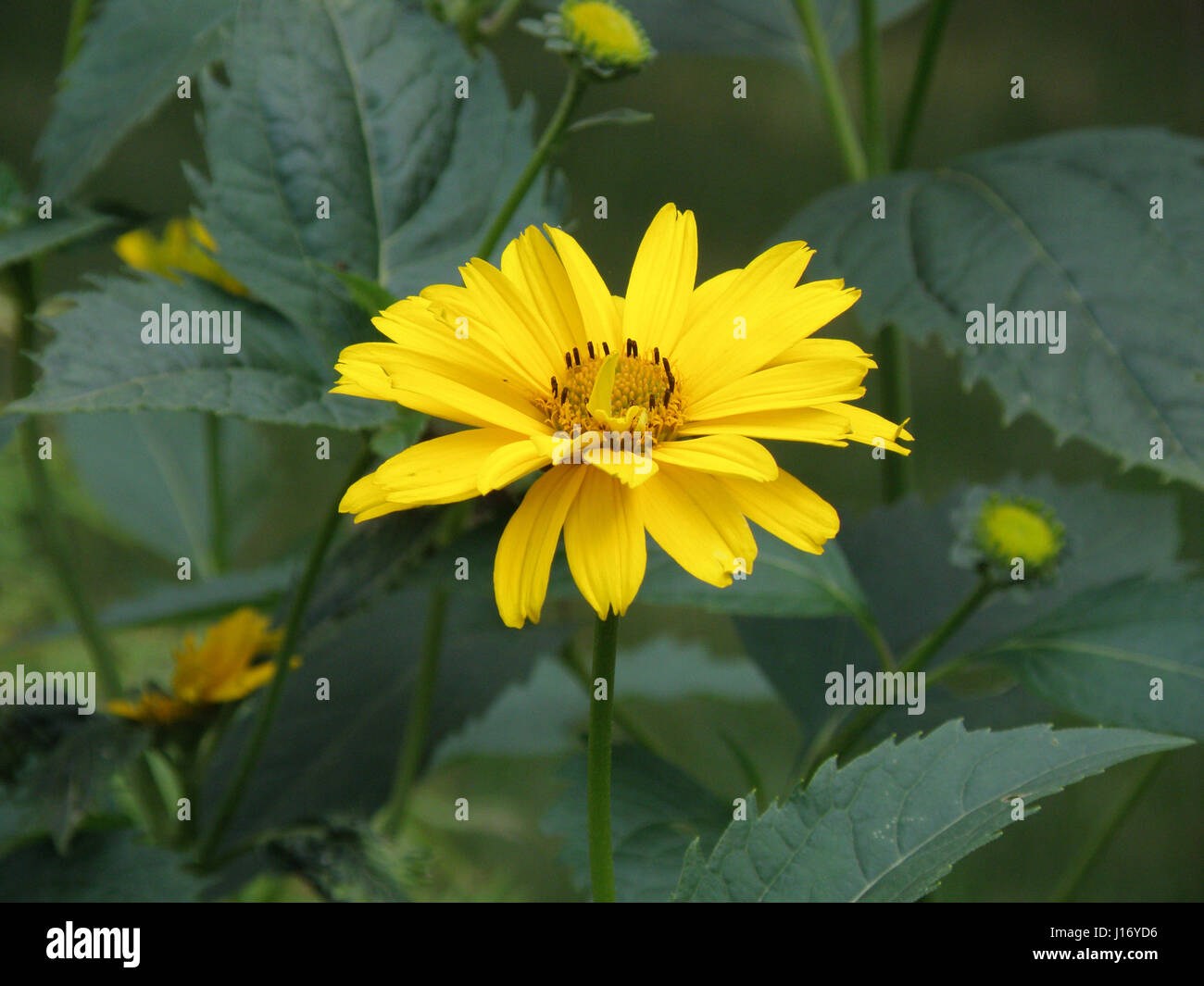 Very pretty flowering yellow heliopsis flower garden Stock Photo - Alamy