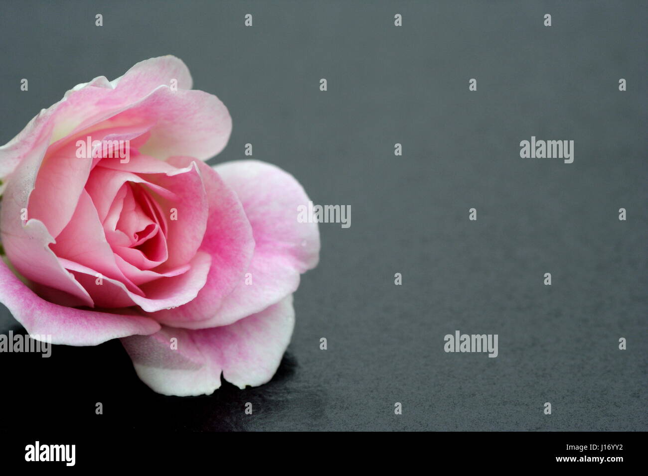 Rose and gray hi-res stock photography and images - Alamy