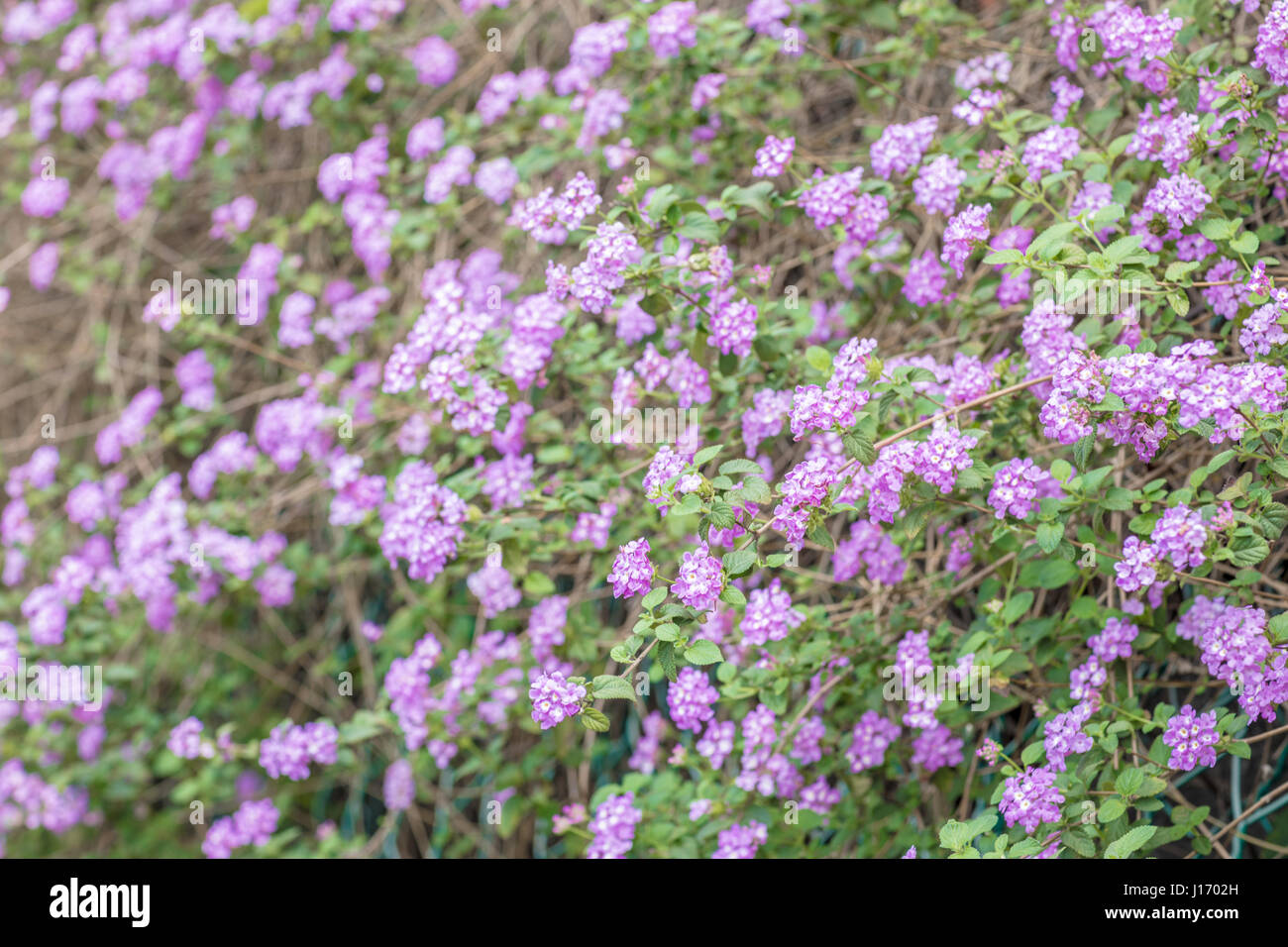 Field of tiny purple flowers in spring Stock Photo - Alamy