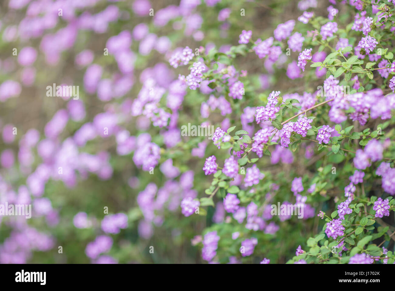 Many little light purple flowers hi-res stock photography and images ...