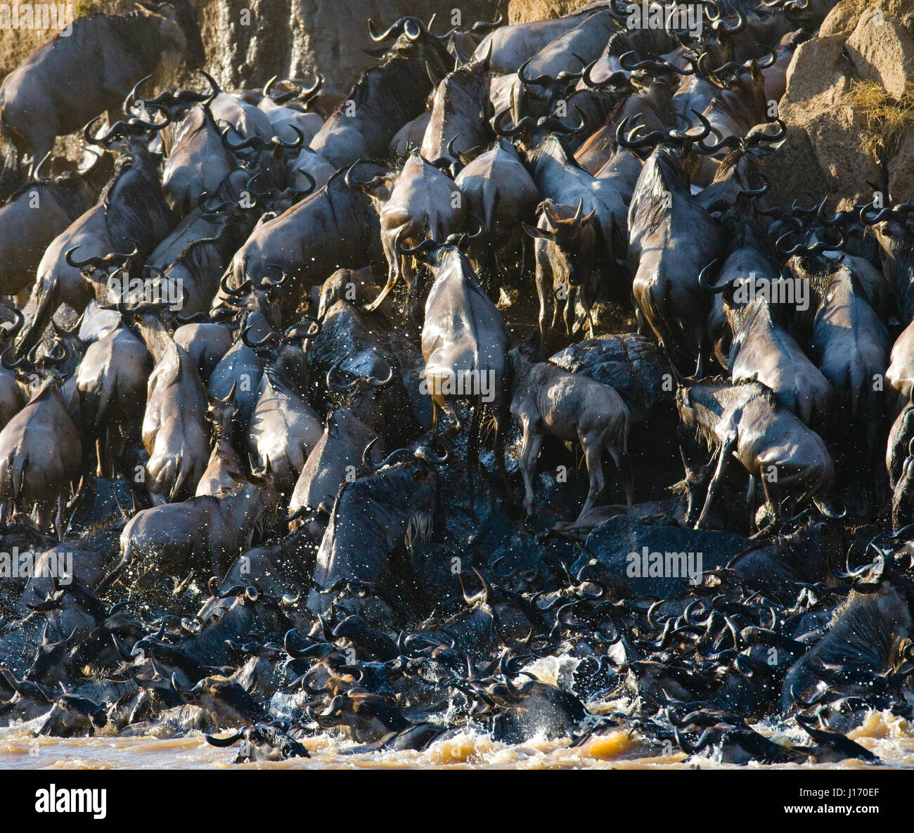Big herd of wildebeest is about Mara River. Great Migration. Kenya ...
