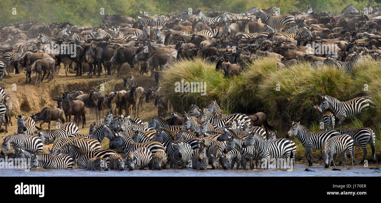 Big herd of wildebeest is about Mara River. Great Migration. Kenya ...