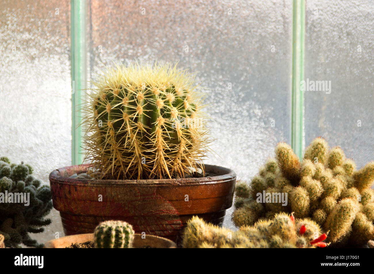 Home cactus collection by the big window Stock Photo - Alamy