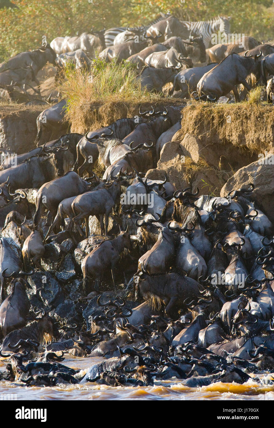 Big herd of wildebeest is about Mara River. Great Migration. Kenya ...