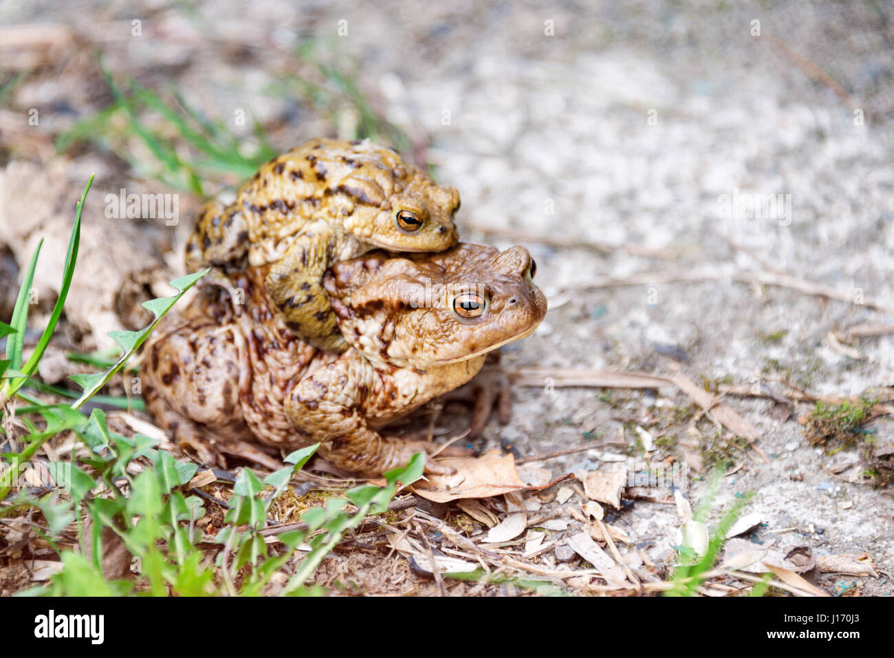 Toads Mating In Water High Resolution Stock Photography and Images - Alamy