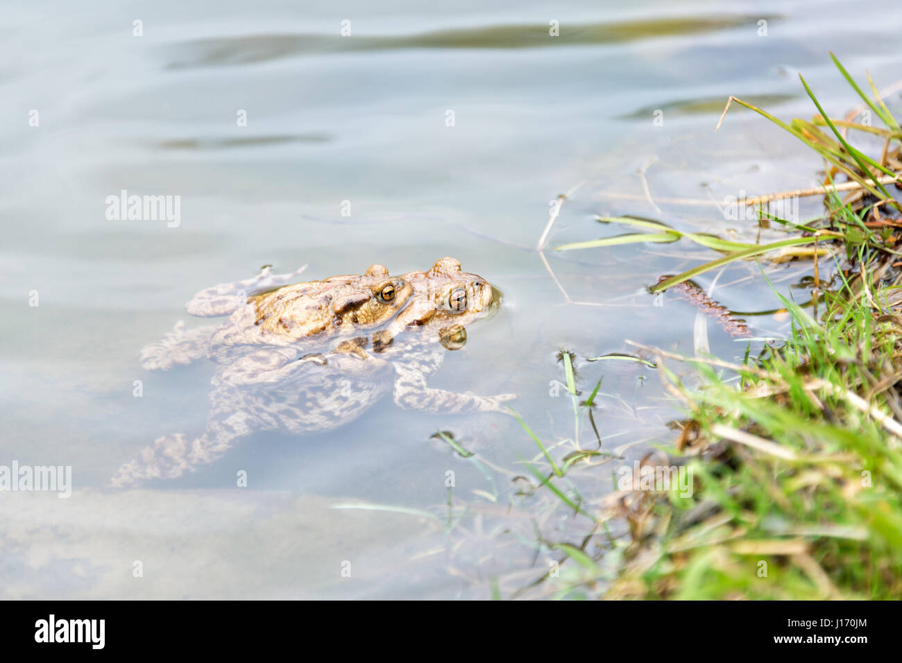 Mating frogs in the lake. Pair of brown common toads Stock Photo - Alamy