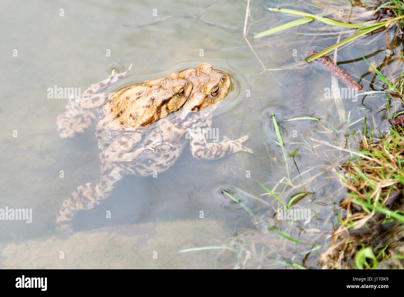 Mating frogs in the lake. Pair of brown common toads Stock Photo - Alamy