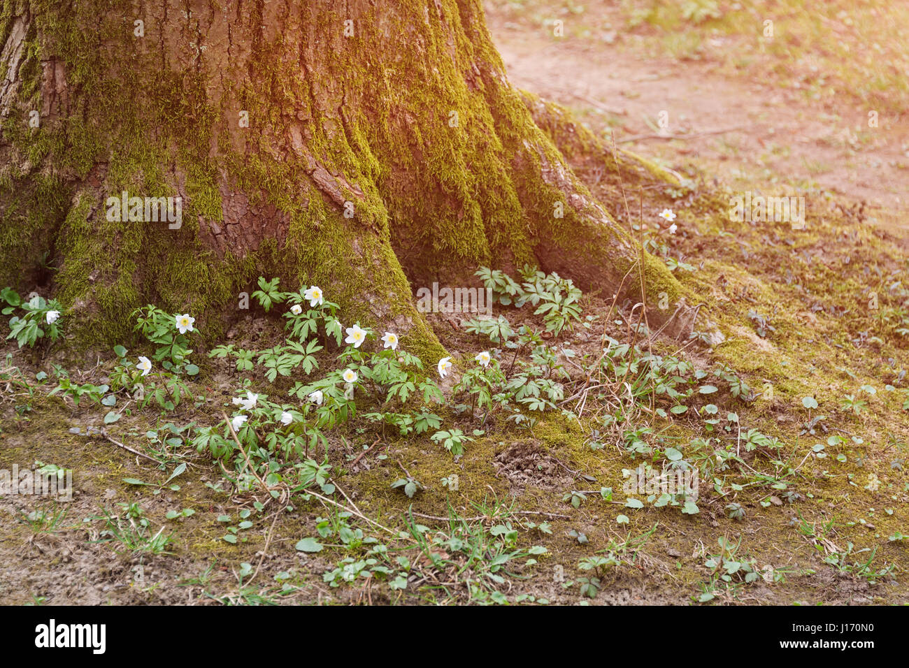 Meadowwithtrees hi-res stock photography and images - Alamy