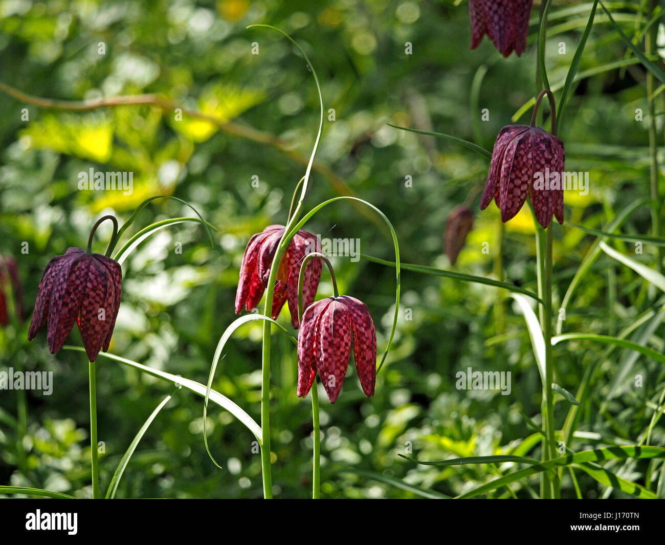 Snakeshead Fritillary (Fritillaria meleagris) plants flowering in ...
