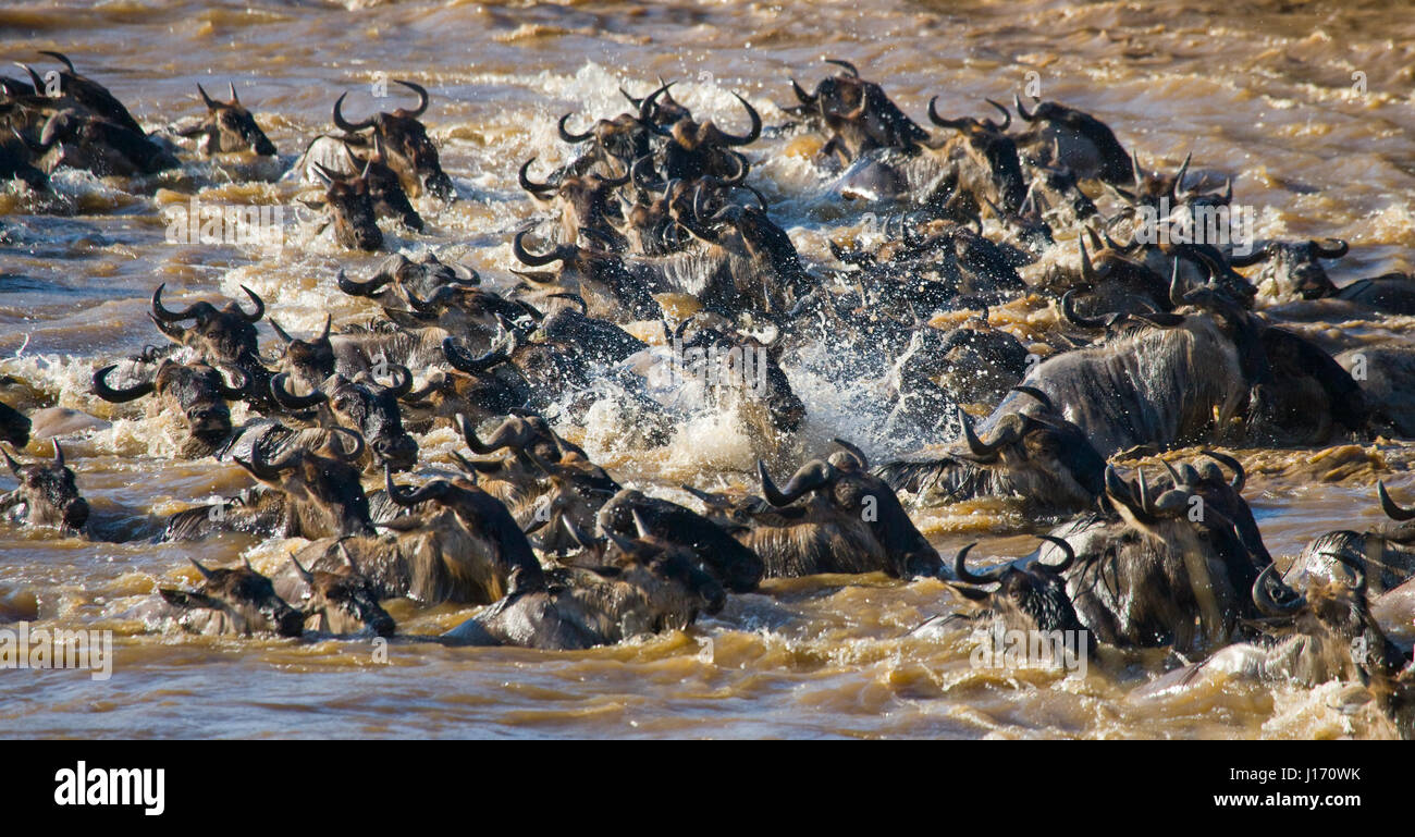 Wildebeests are crossing Mara river. Great Migration. Kenya. Tanzania ...