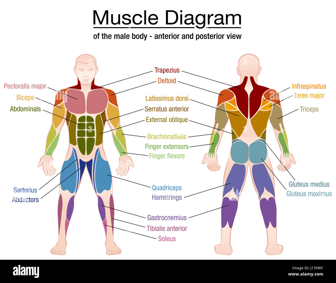 Muscle diagram - most important muscles of an athletic male body ...