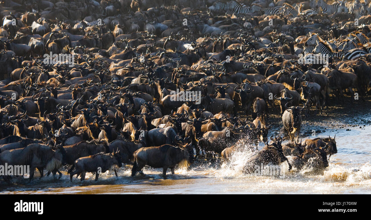 Wildebeests are crossing Mara river. Great Migration. Kenya. Tanzania ...