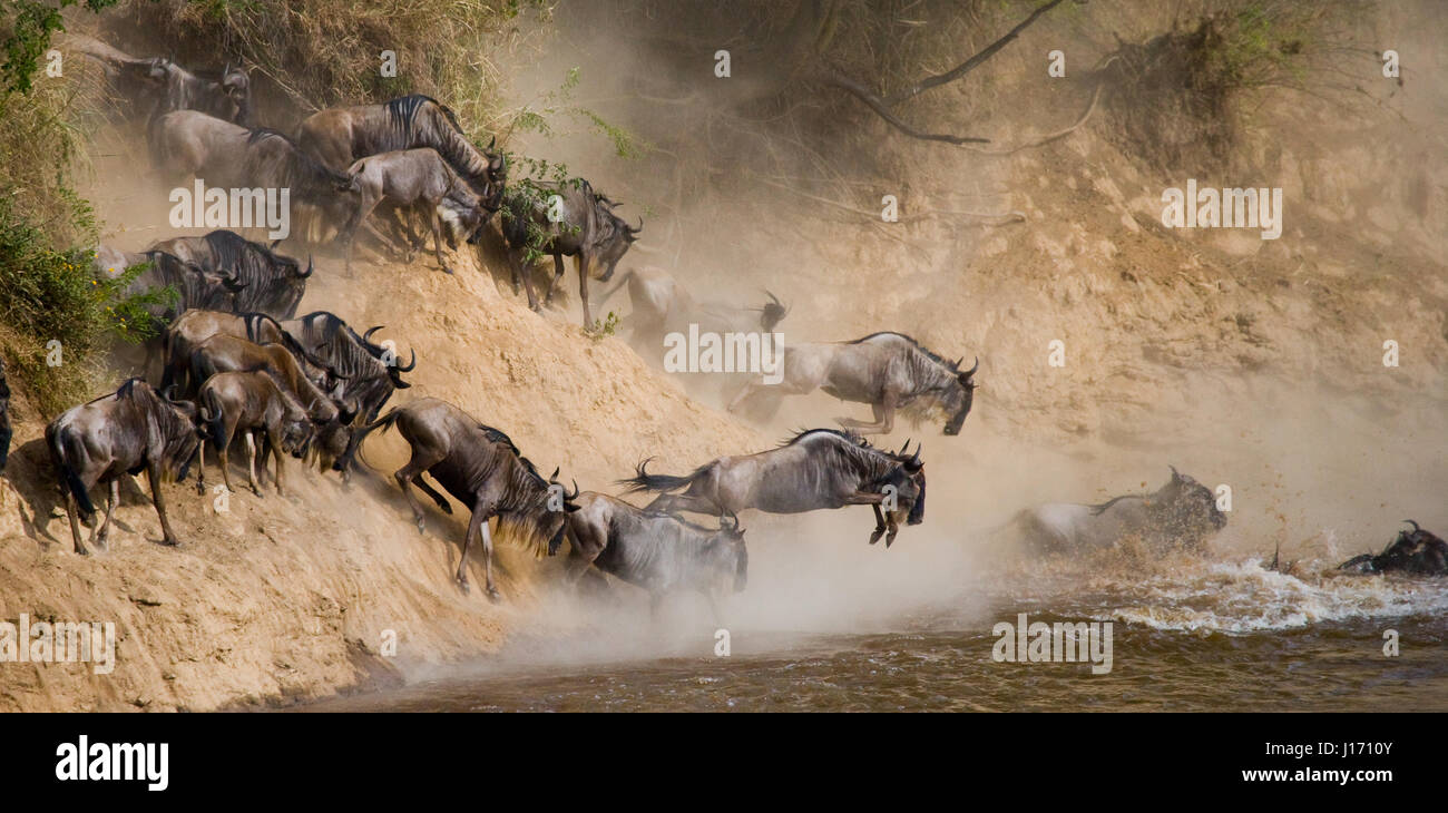 Wildebeest jumping into Mara River. Great Migration. Kenya. Tanzania. Masai Mara National Park ...