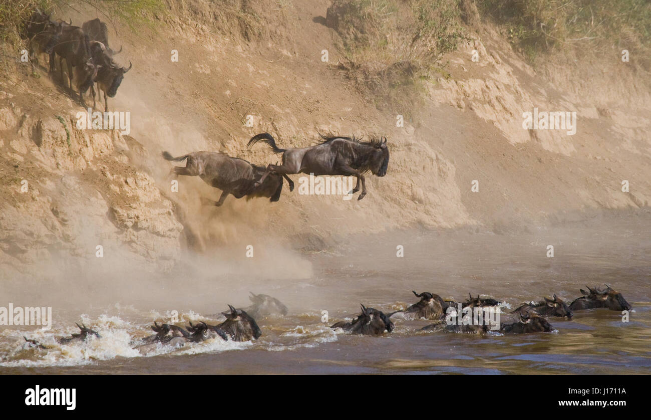 Wildebeest jumping into Mara River. Great Migration. Kenya. Tanzania ...