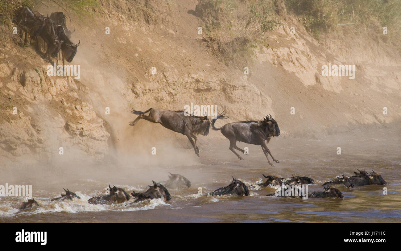 Wildebeest jumping into Mara River. Great Migration. Kenya. Tanzania. Masai Mara National Park ...