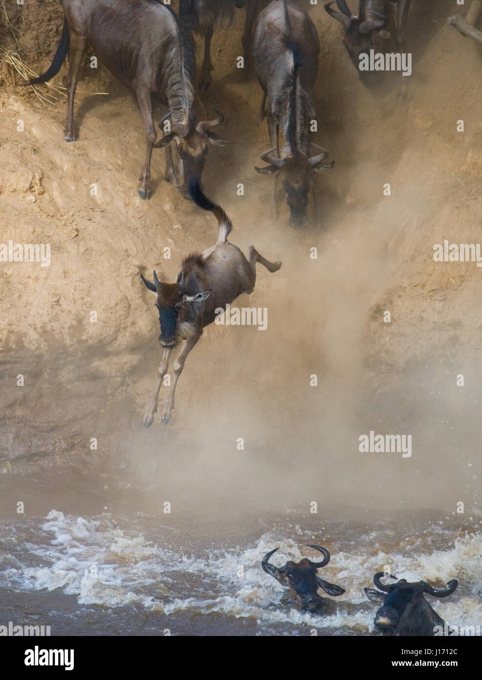 Wildebeest jumping into Mara River. Great Migration. Kenya. Tanzania ...