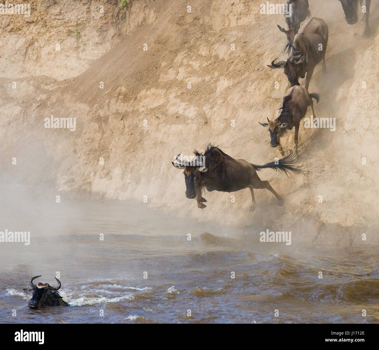 Wildebeest jumping into Mara River. Great Migration. Kenya. Tanzania ...