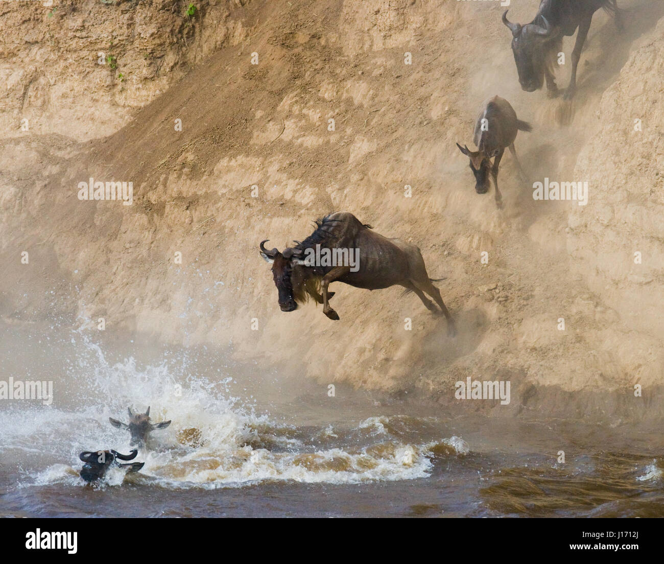 Wildebeest jumping into Mara River. Great Migration. Kenya. Tanzania ...