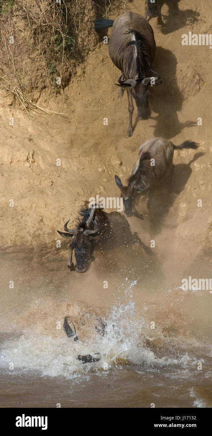 Wildebeest jumping into Mara River. Great Migration. Kenya. Tanzania. Masai Mara National Park ...