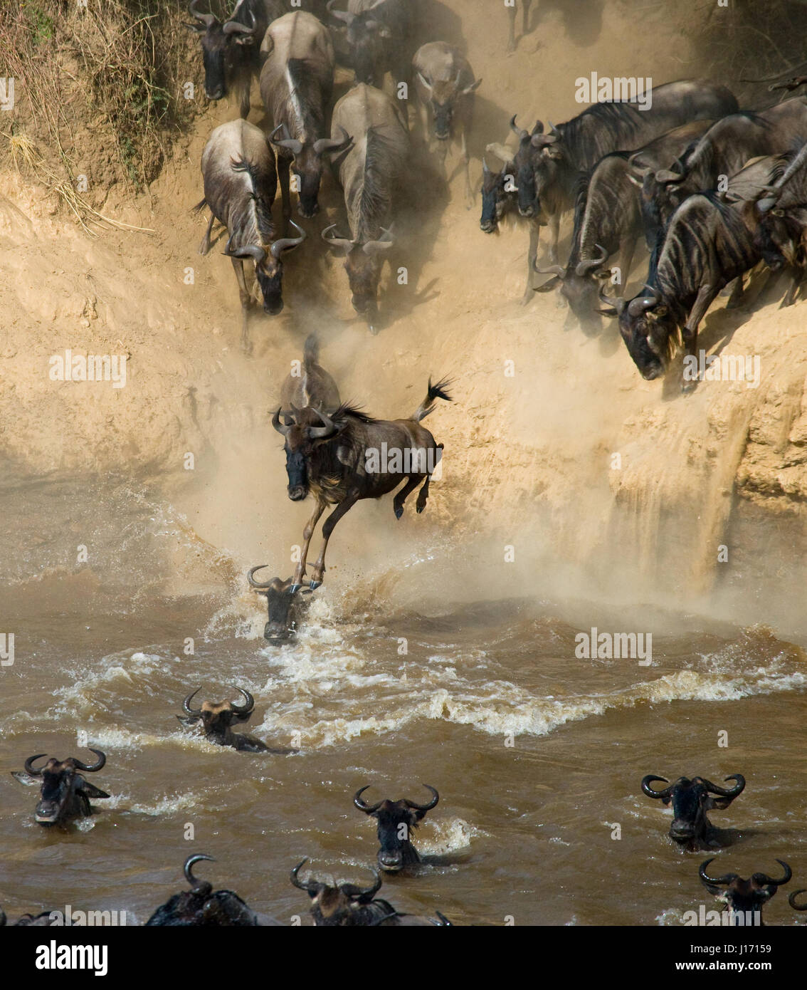 Wildebeest jumping into Mara River. Great Migration. Kenya. Tanzania. Masai Mara National Park ...