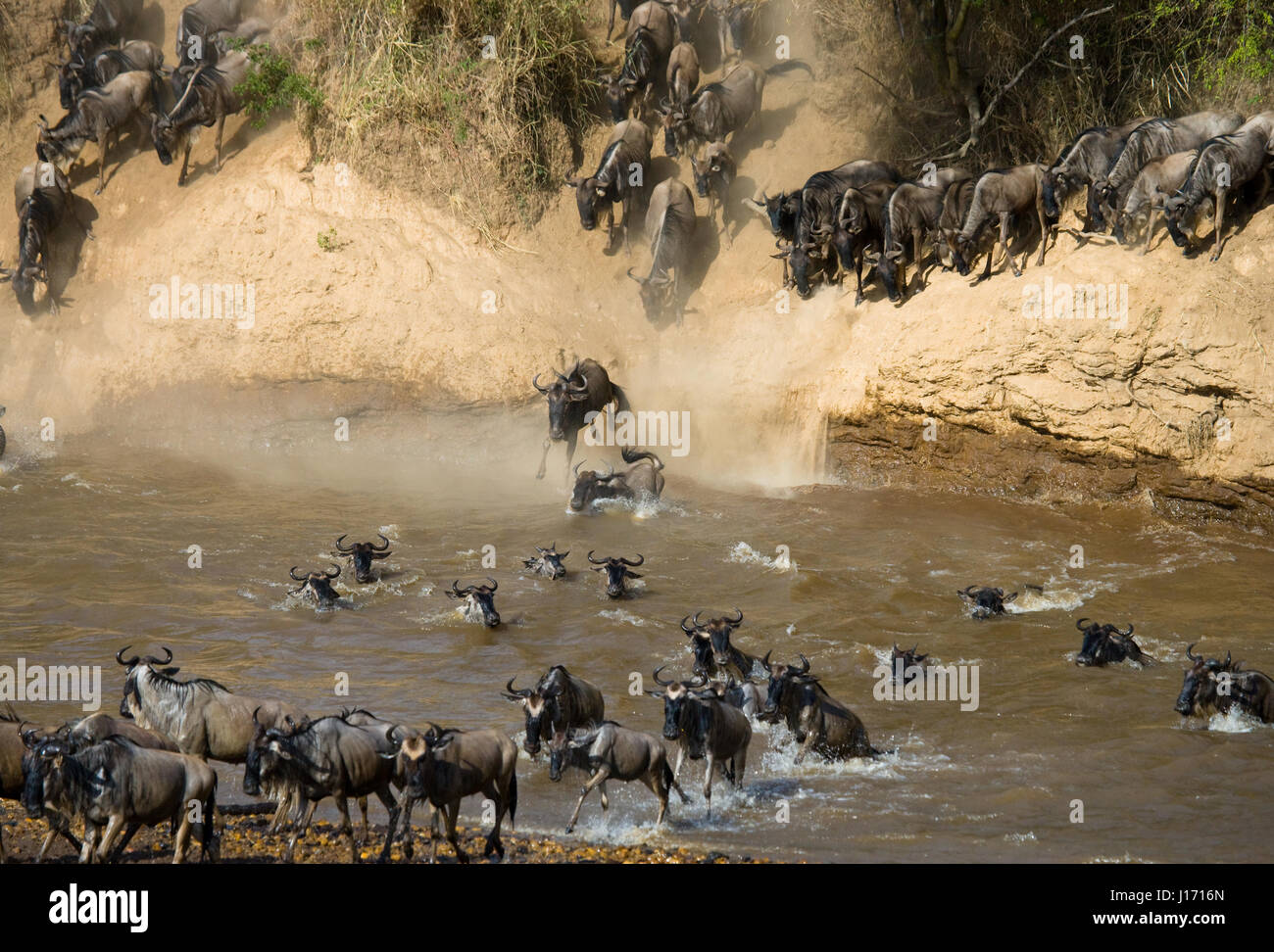 Wildebeests are crossing Mara river. Great Migration. Kenya. Tanzania ...