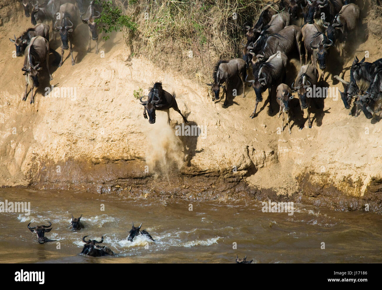 Wildebeest jumping into Mara River. Great Migration. Kenya. Tanzania. Masai Mara National Park ...