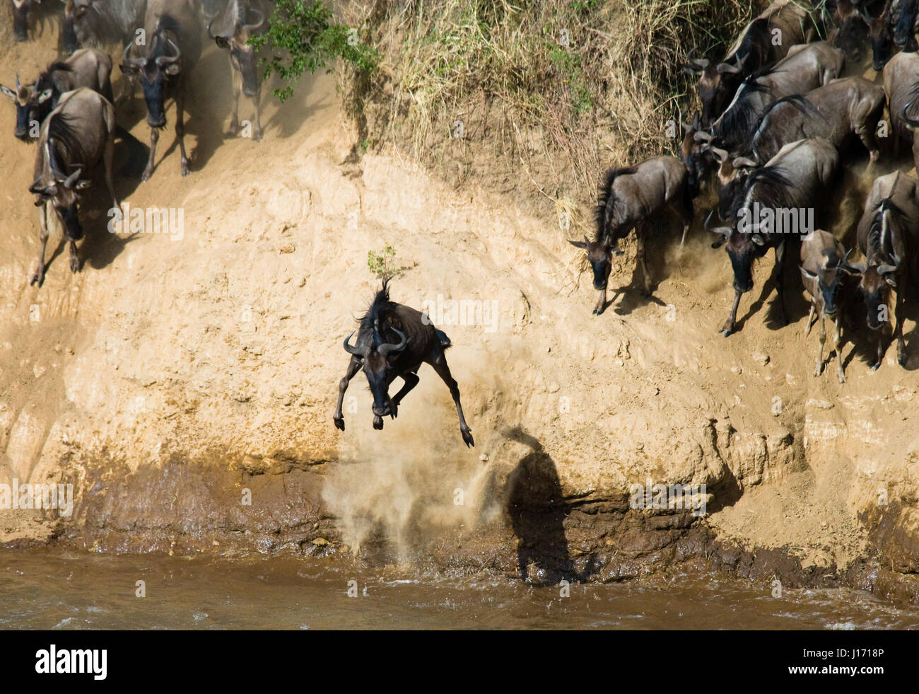 Wildebeest jumping into Mara River. Great Migration. Kenya. Tanzania ...