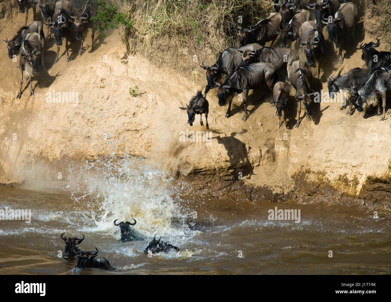 Wildebeest jumping into Mara River. Great Migration. Kenya. Tanzania. Masai Mara National Park ...