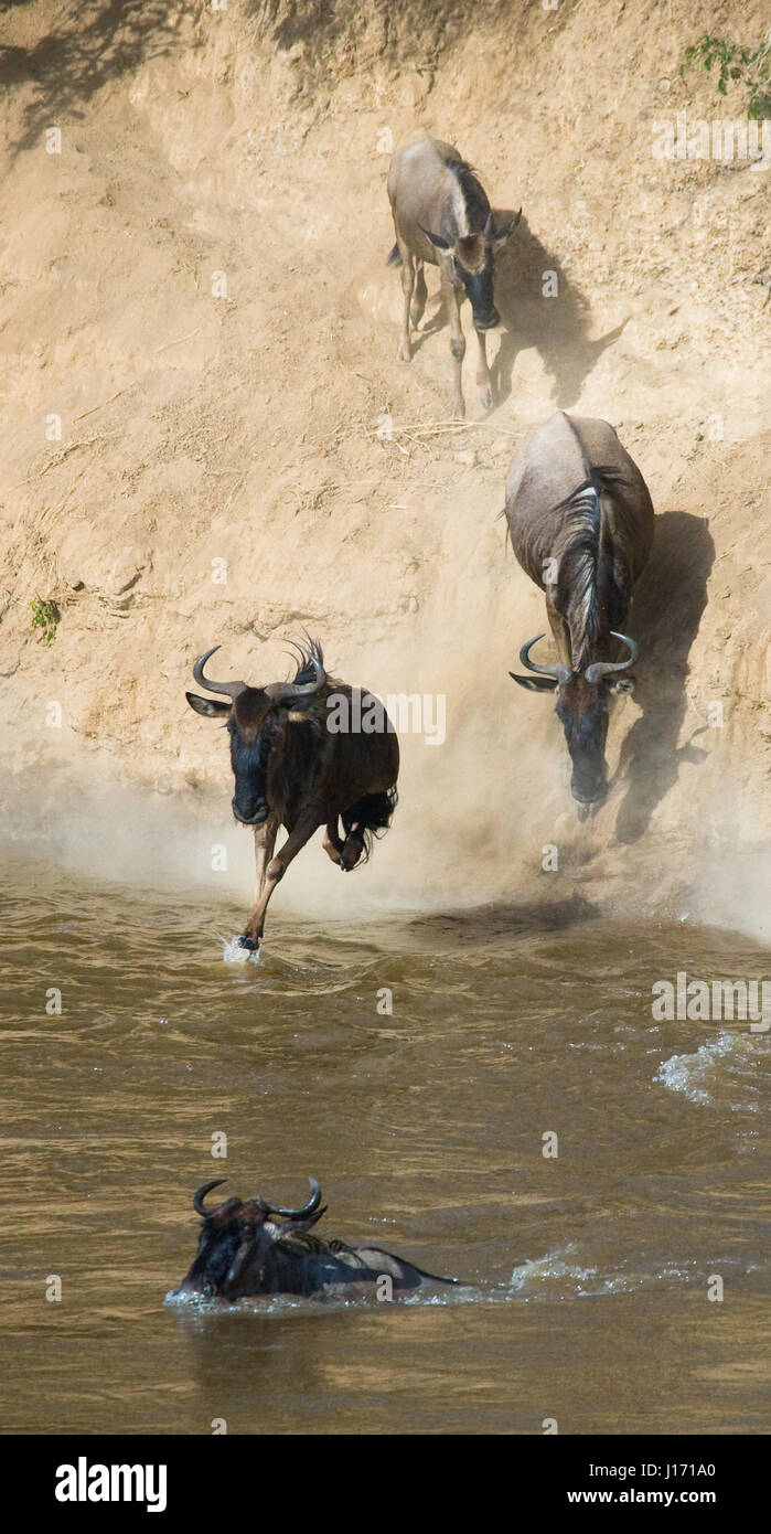 Wildebeest jumping into Mara River. Great Migration. Kenya. Tanzania. Masai Mara National Park ...