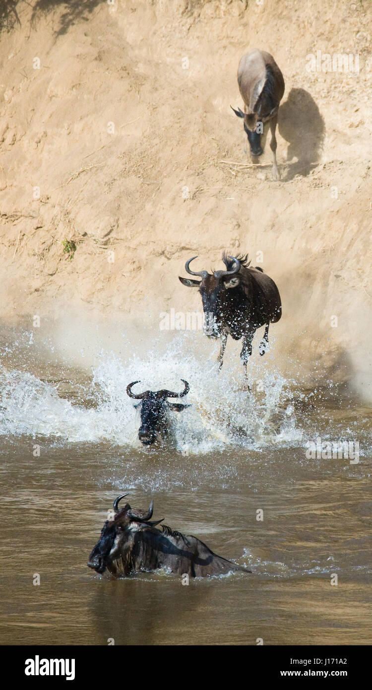 Wildebeest jumping into Mara River. Great Migration. Kenya. Tanzania. Masai Mara National Park ...
