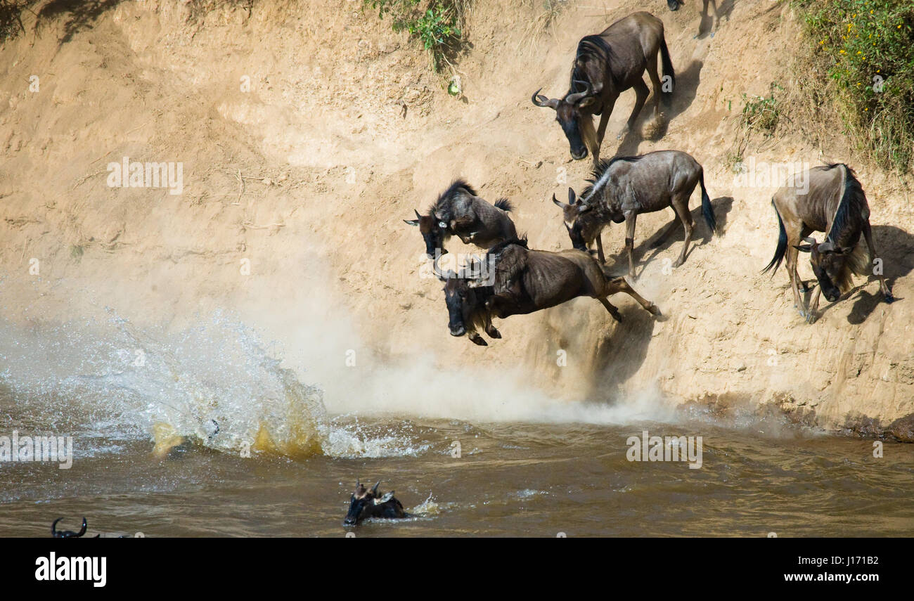 Wildebeest jumping into Mara River. Great Migration. Kenya. Tanzania. Masai Mara National Park ...
