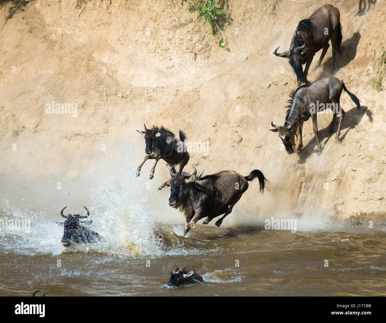 Wildebeest jumping into Mara River. Great Migration. Kenya. Tanzania. Masai Mara National Park ...