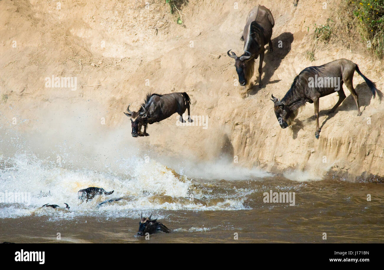 Wildebeest jumping into Mara River. Great Migration. Kenya. Tanzania. Masai Mara National Park ...